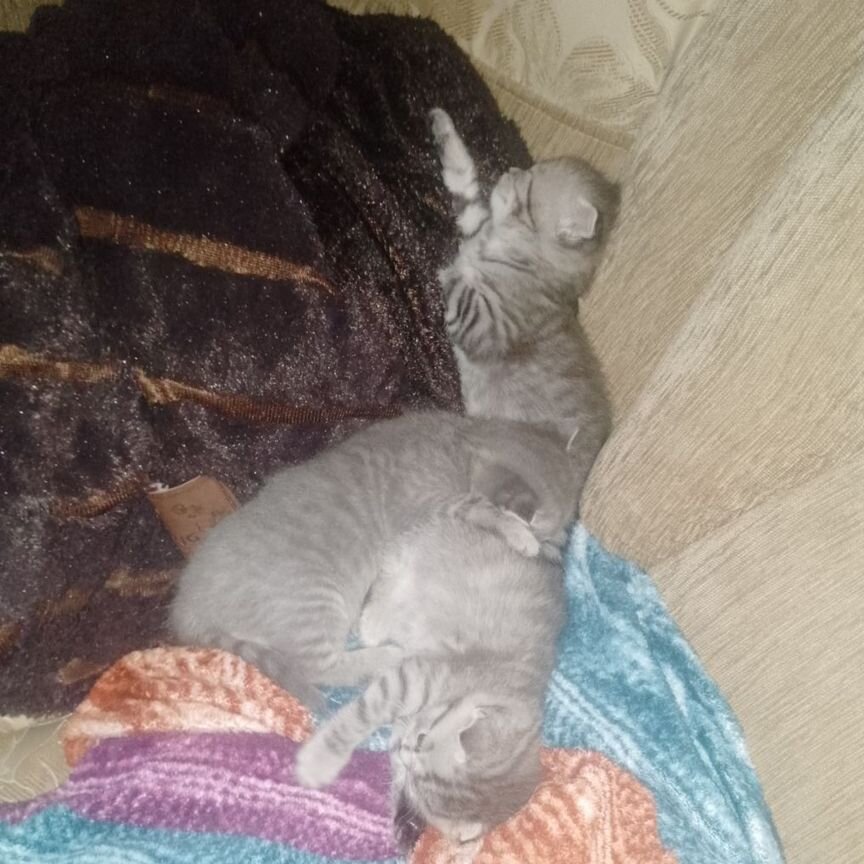 Котята