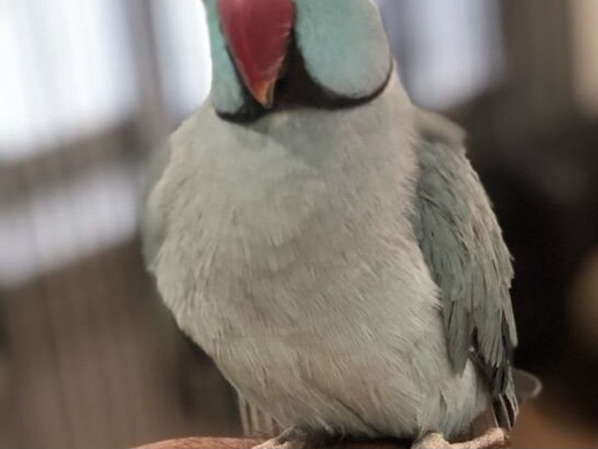 Александрийский попугай ручной