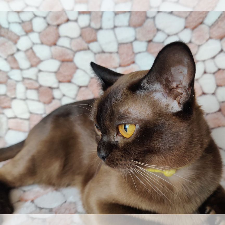 Европейский бурманский котёнок