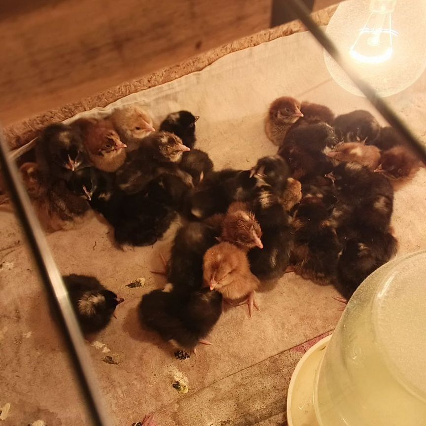 Цыплята суточные