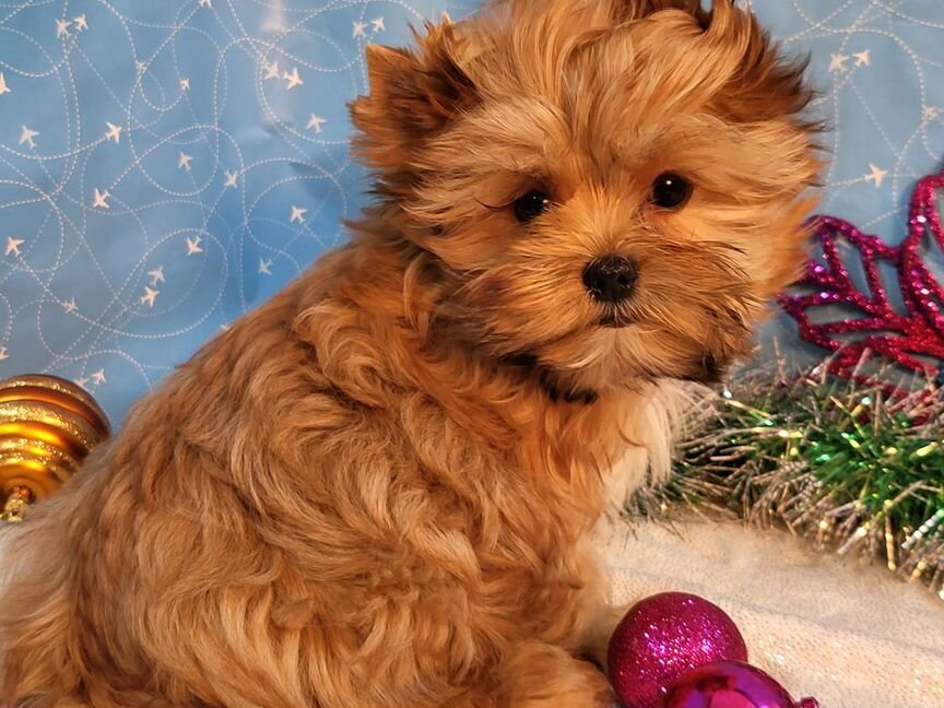 Мальчик бебифейс 3мес