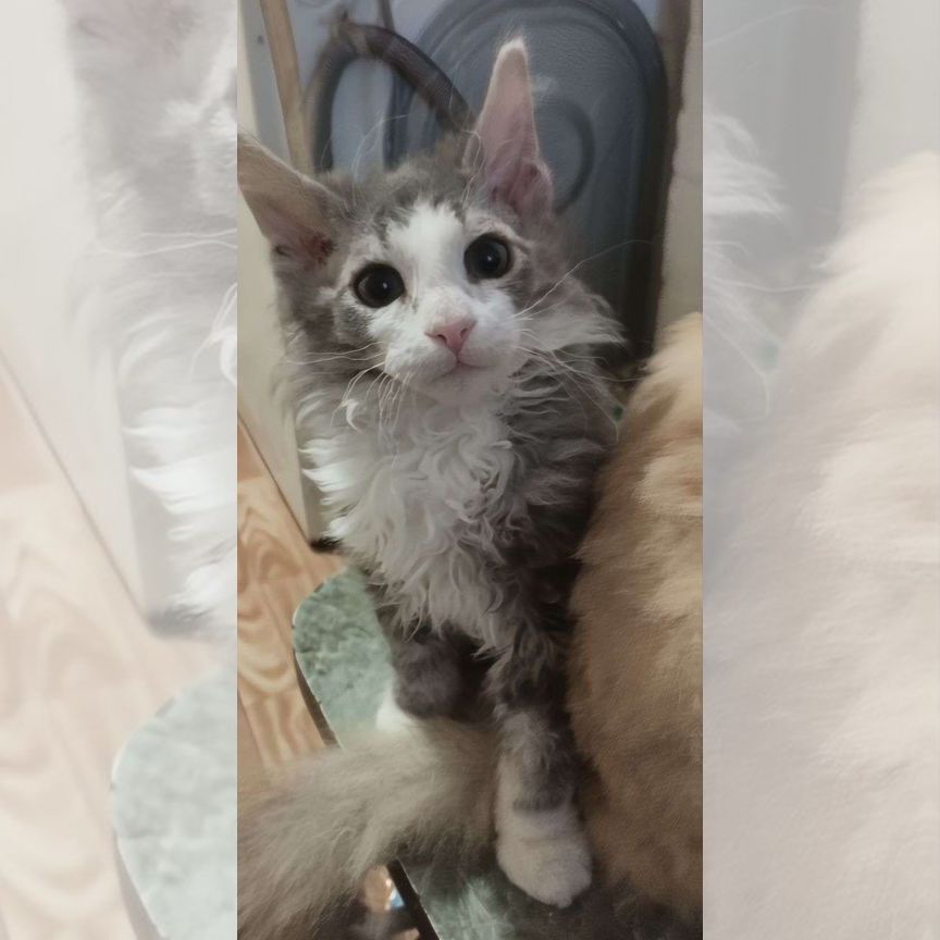 Корниш-рекс котёнок