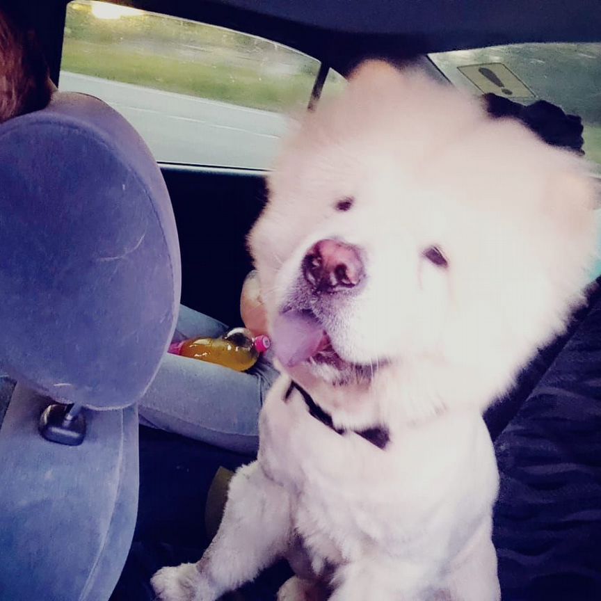 Собака в добрые руки отдам бесплатно