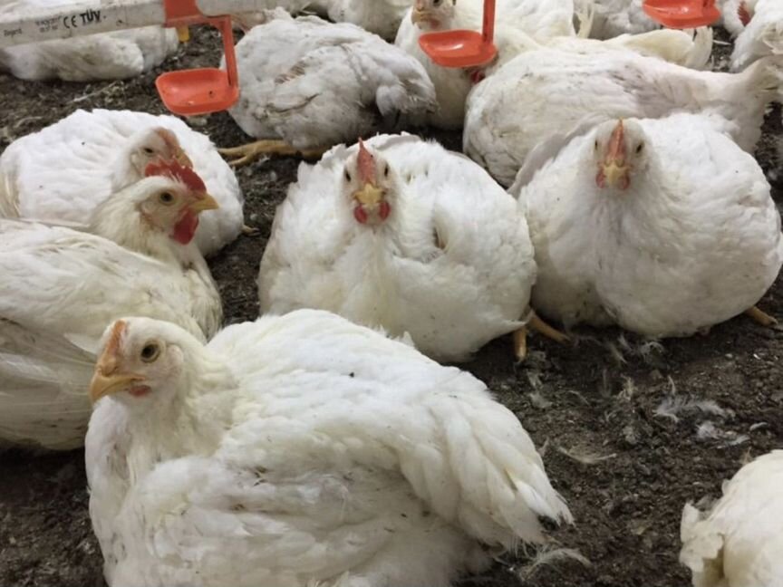Домашние куры бройлеры
