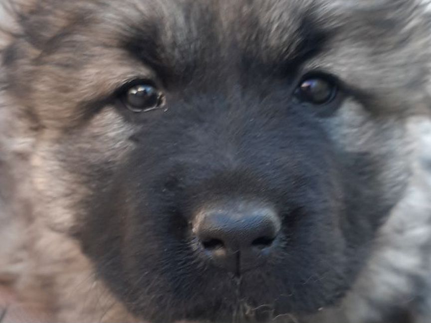 Щенки кавказской овчарки