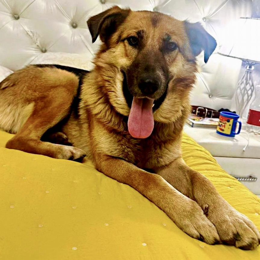 Взрослая собака в добрые руки