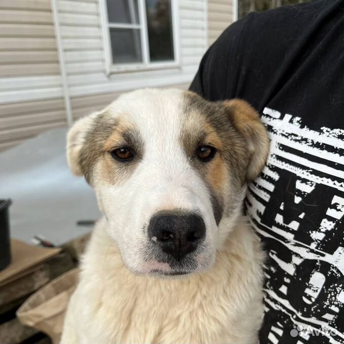 Яша, самый серьезный щенок