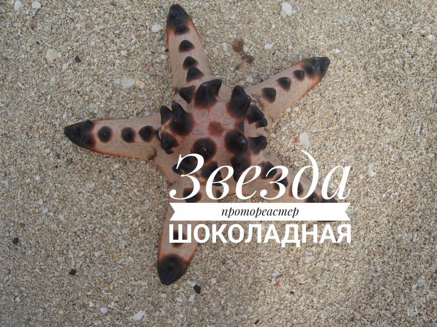 Звезда протореастер, M (звезда в наличии)