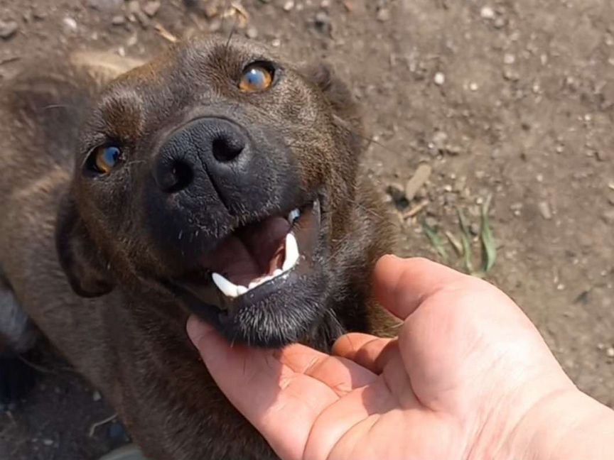 Собака в добрые руки