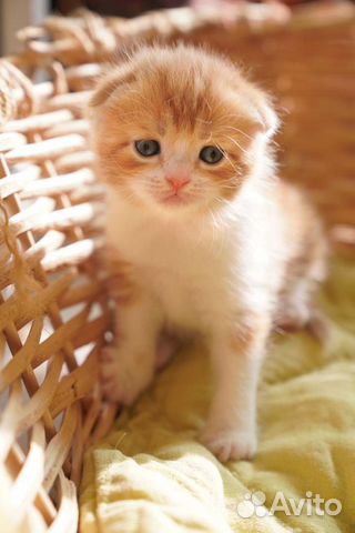 Кошки