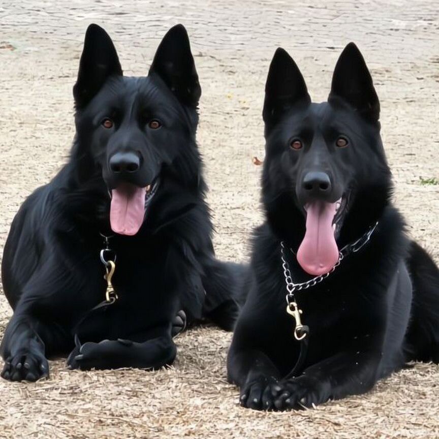 Немецкая овчарка, щенок