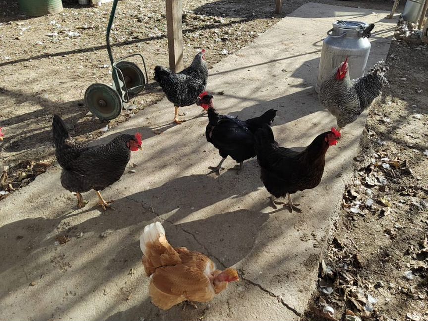 Куры и семья Индюдок