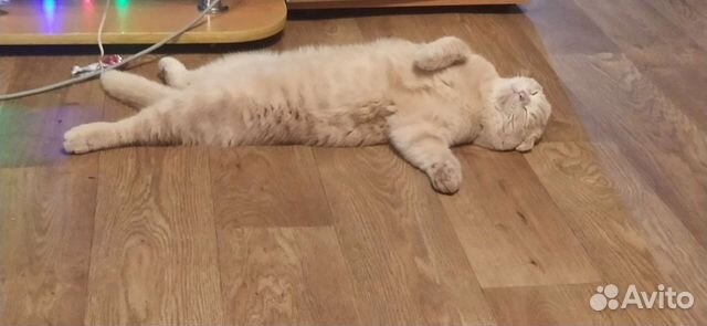 Вязка кот Шотландец