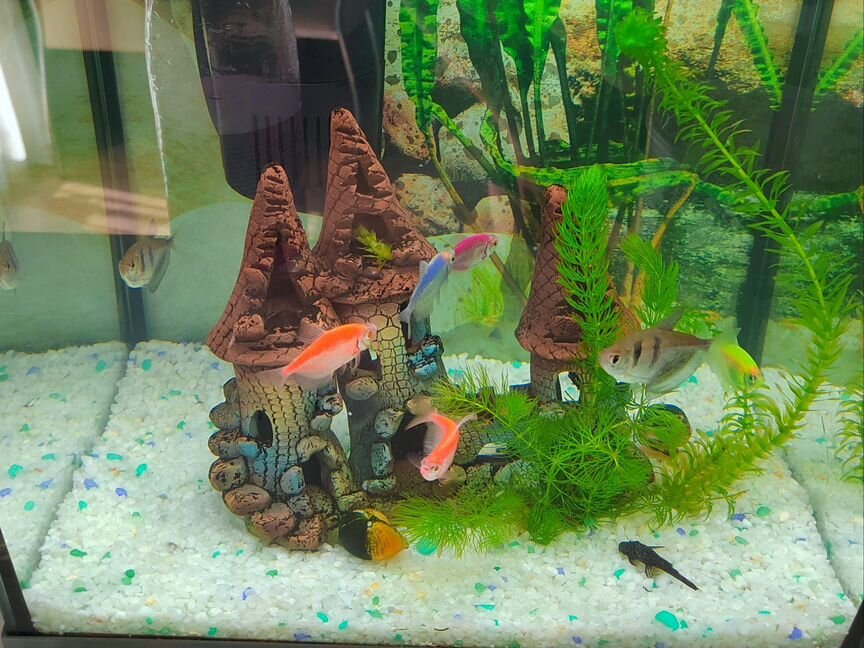 Рыбки тернеций 7 шт