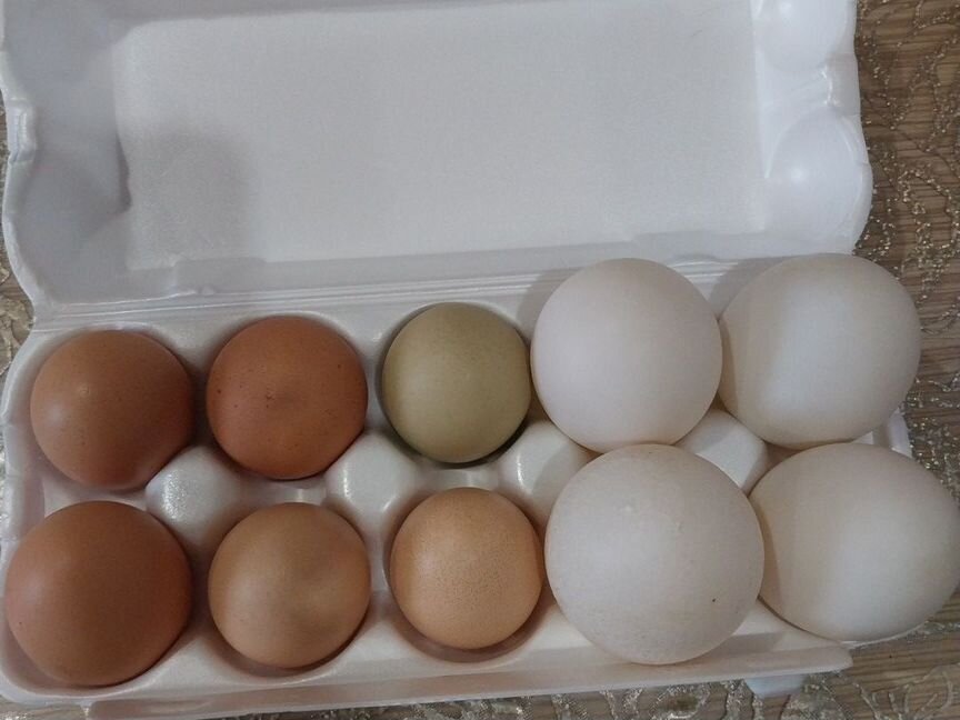 Яйца,куриное и утиное,возможна доставка