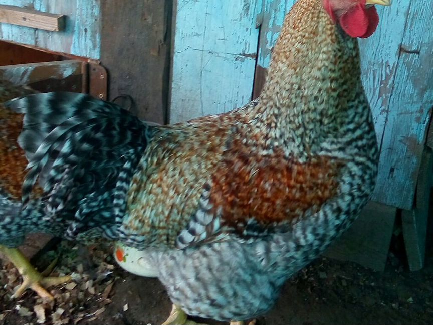 Петух билефельдер на племя