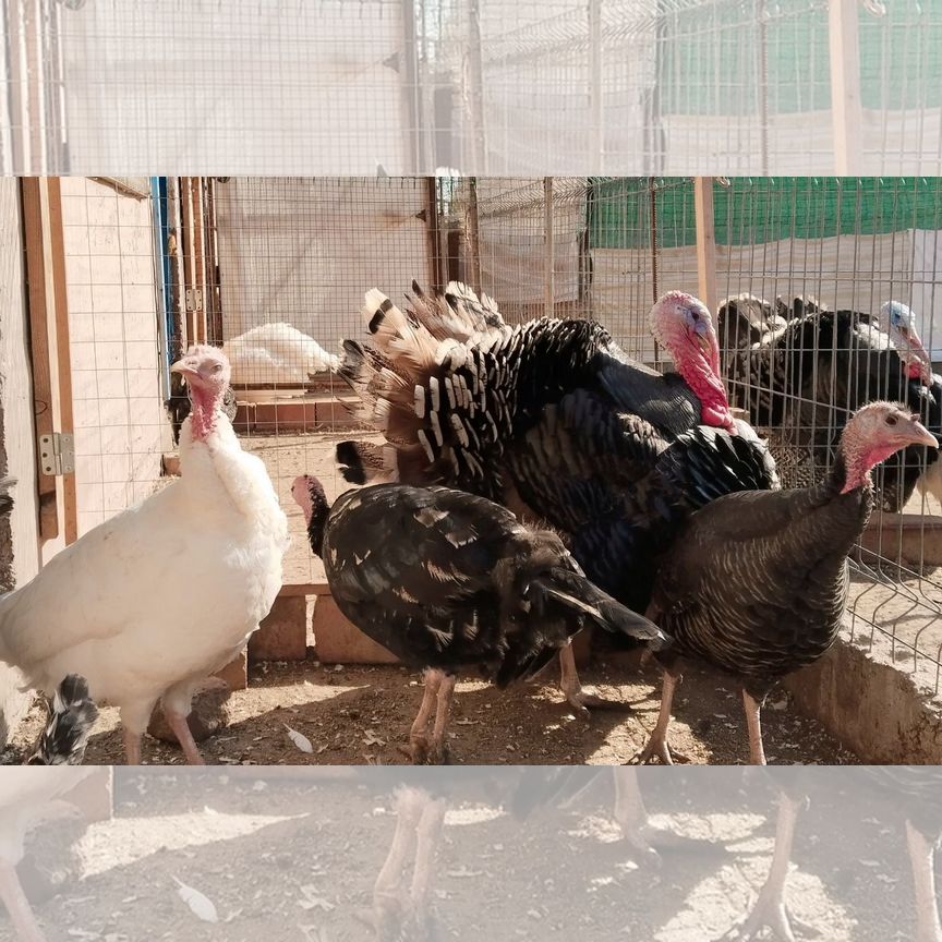 Семья индюков