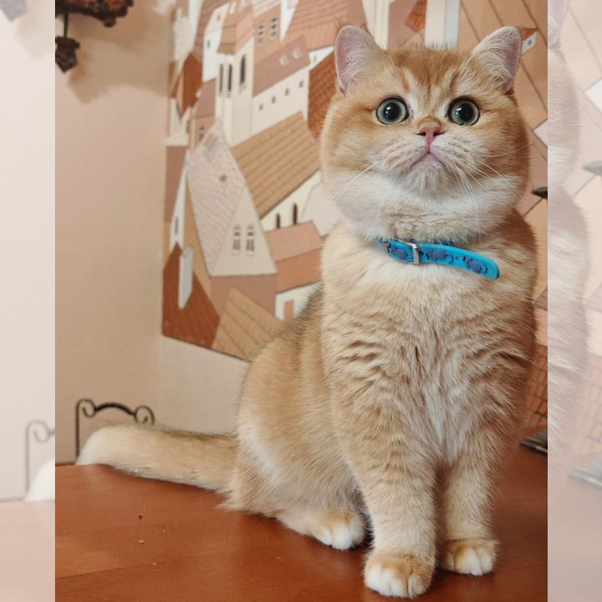 Котенок британской породы