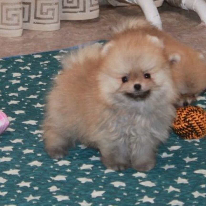 Померанский шпиц мини девочка