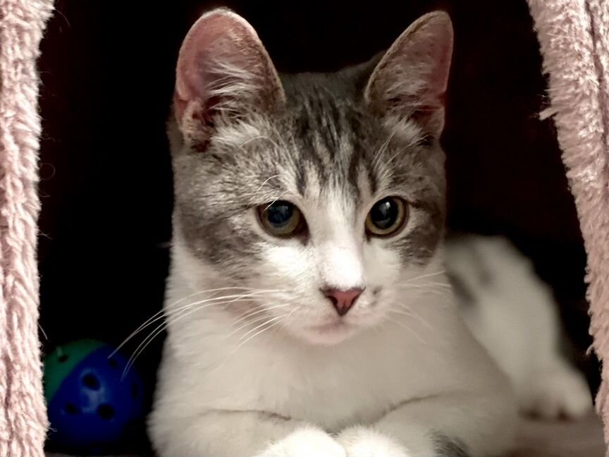 Ласковый котенок в добрые руки