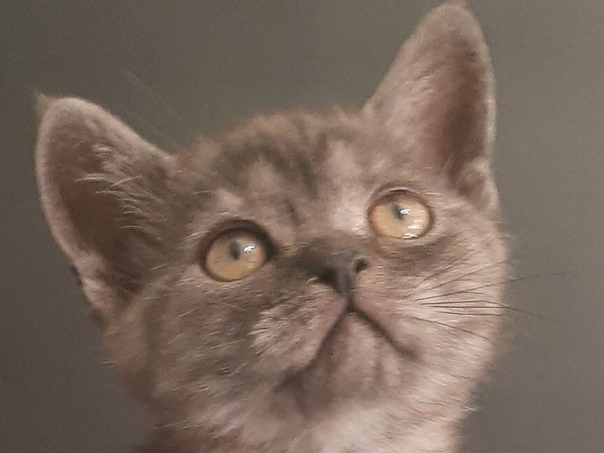 Продается шотландский котик