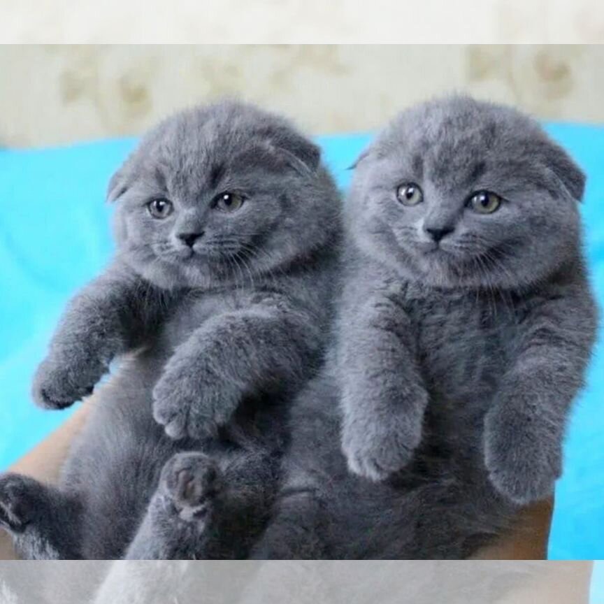 Голубые Вислоухие Плюшки)