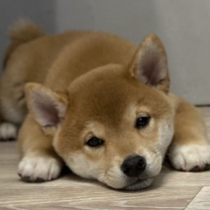 Сиба-ину, щенок