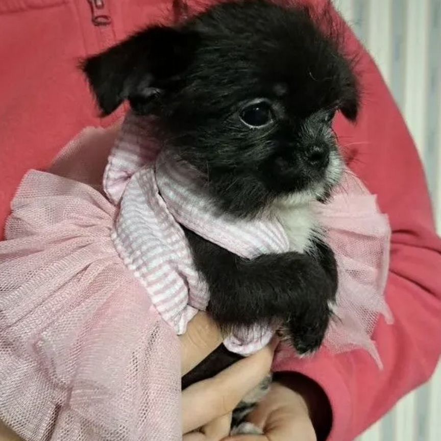 Мальтипу, щенок