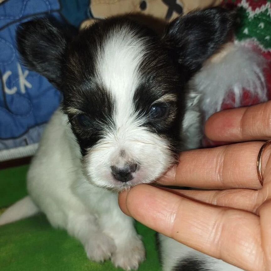 Континентальный той-спаниель папильон, щенок