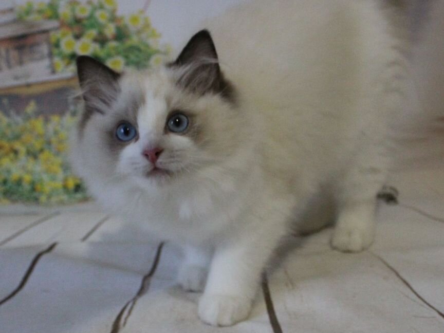 Мурлыка породы Рэгдолл