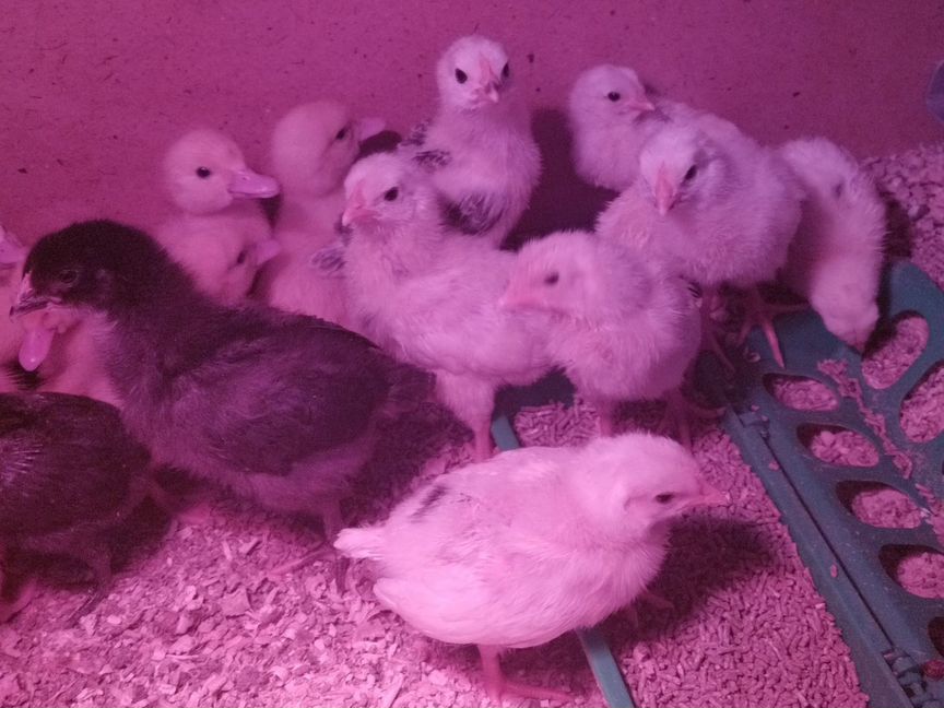 Цыплята 10 дневные