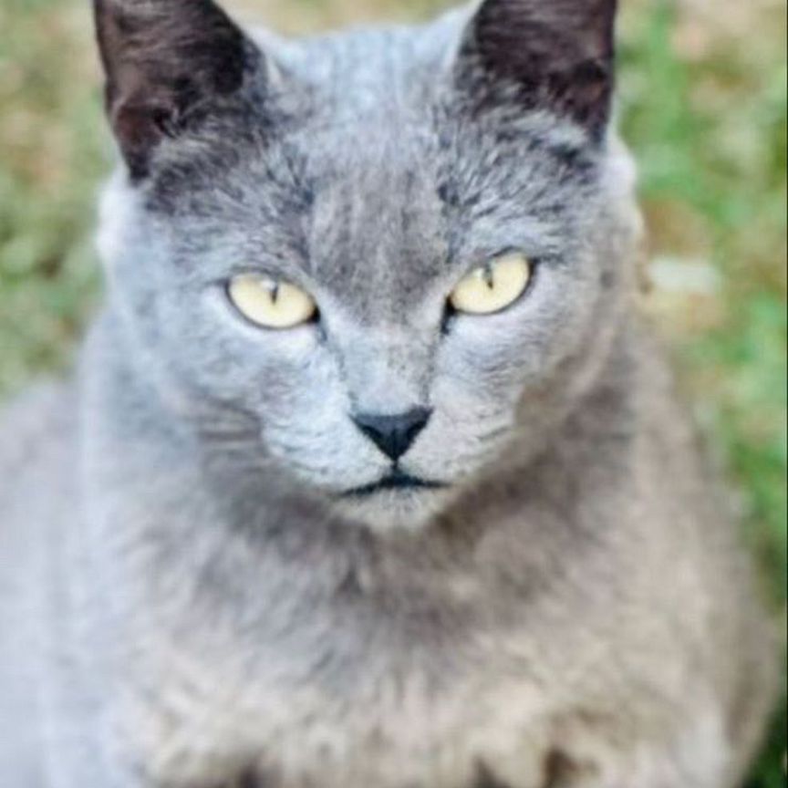 Кошечка Мира ищет дом