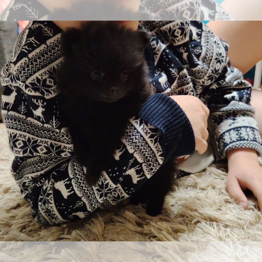 Померанский шпиц, щенок