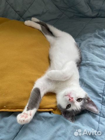 Котенок мальчик бесплатно