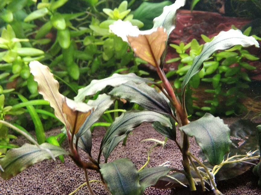 Аквариумные растения буцифаландра