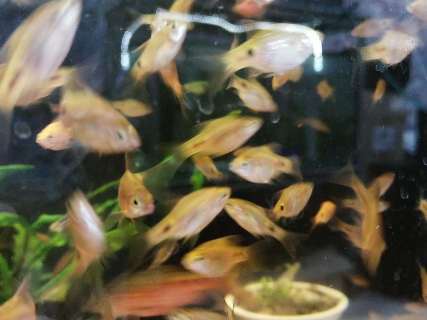 Барбусы огненные