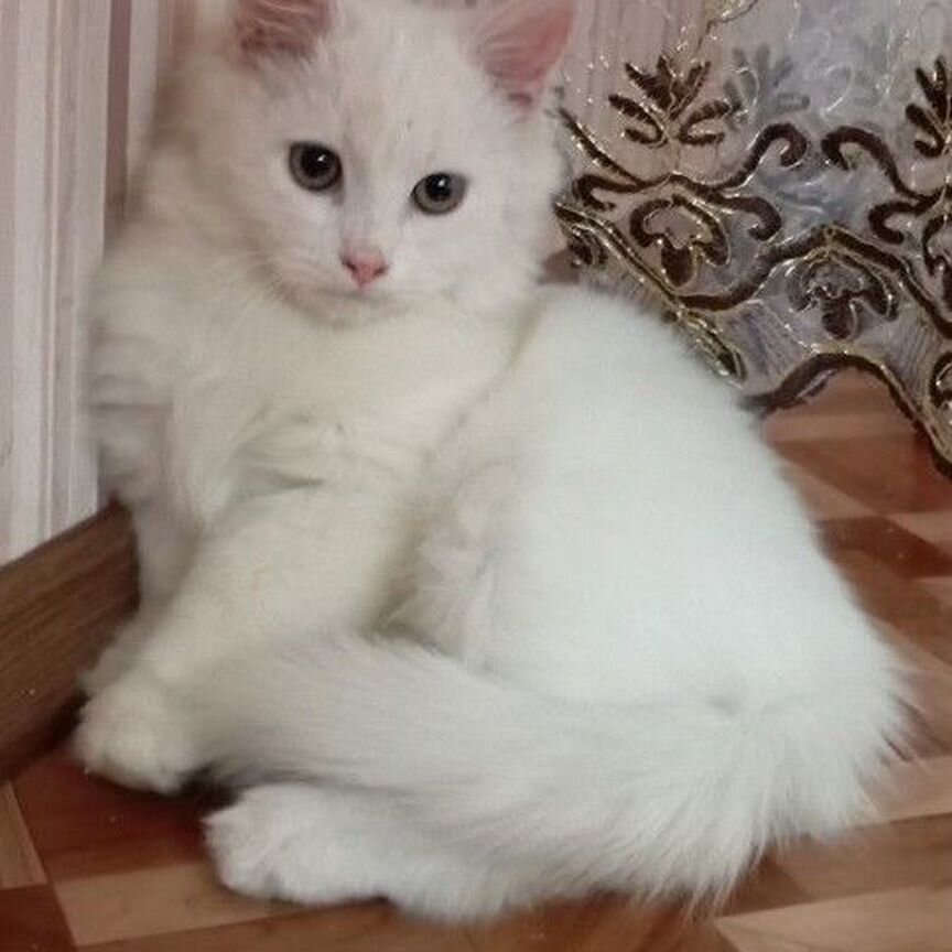 Котик 4-5 месяцев