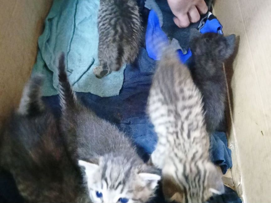 Котята в добрые руки