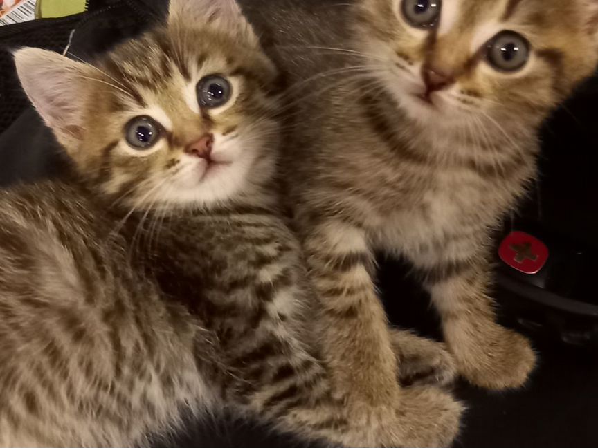 Пристрою котят