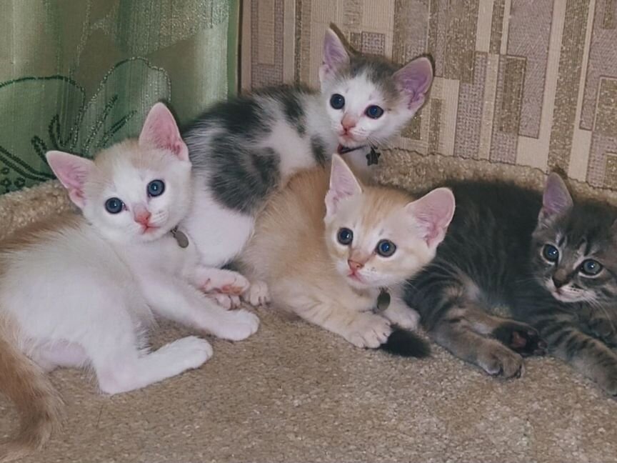 Котята мальчики из приюта