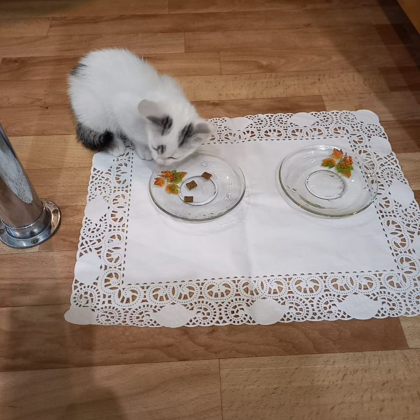 Котёнок отдаём в добрые руки