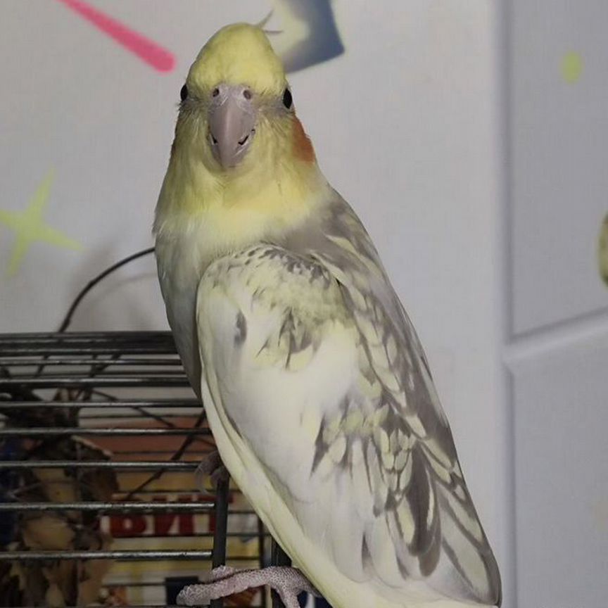 Попугай корелла мальчик