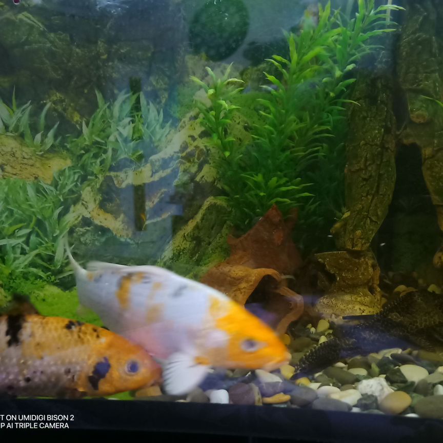 Аквариумные рыбки отдам бесплатно