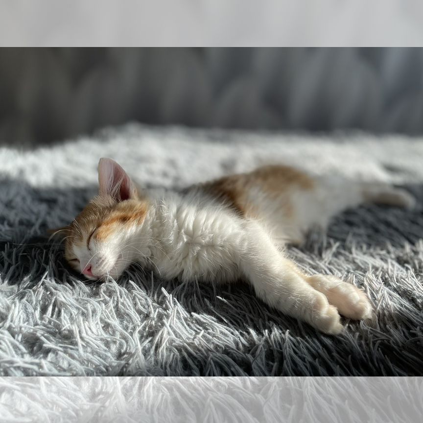 Котенок бесплатно
