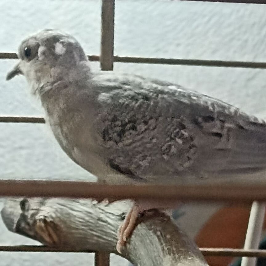 Бриллиантовая горлица