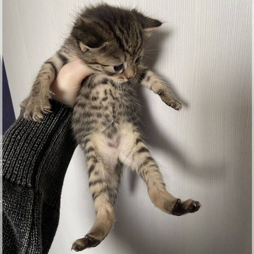 Котёнок от частного владельца