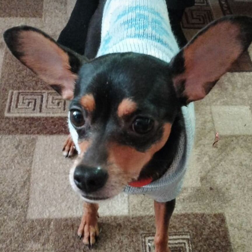 Русский той-терьер, взрослый пёс