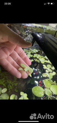 Пистия и лимнобиум