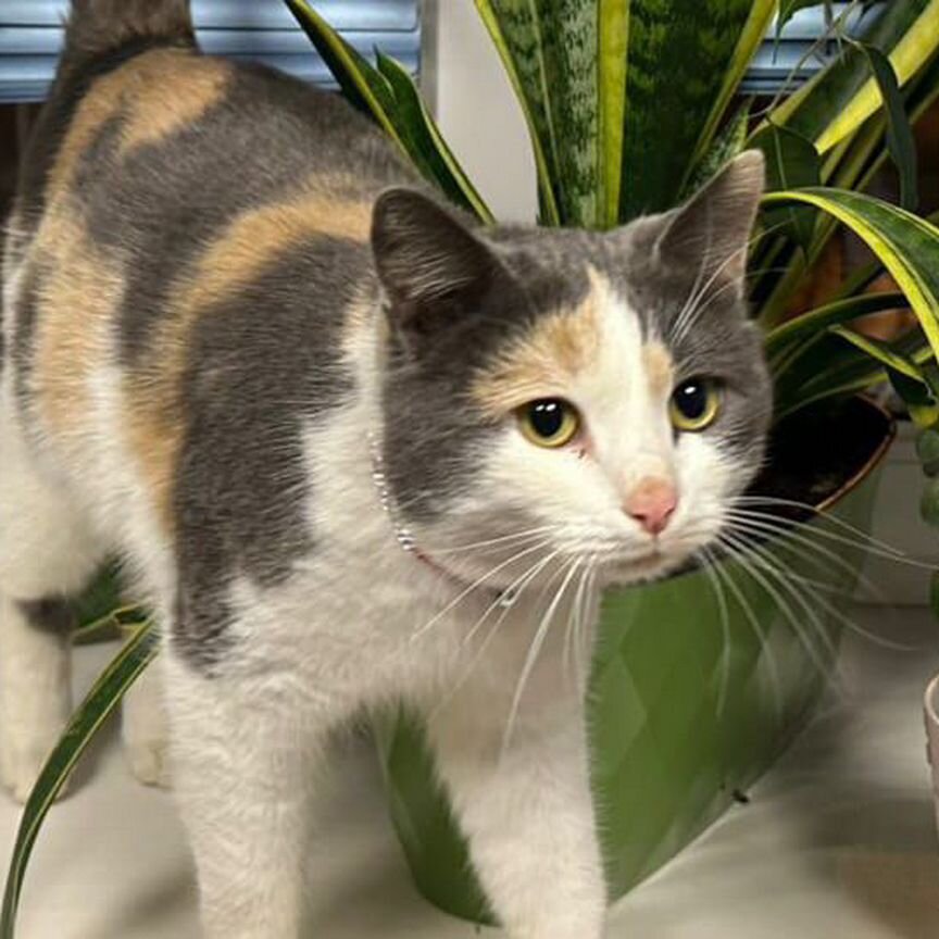 Кошечка Пышечка ищет дом