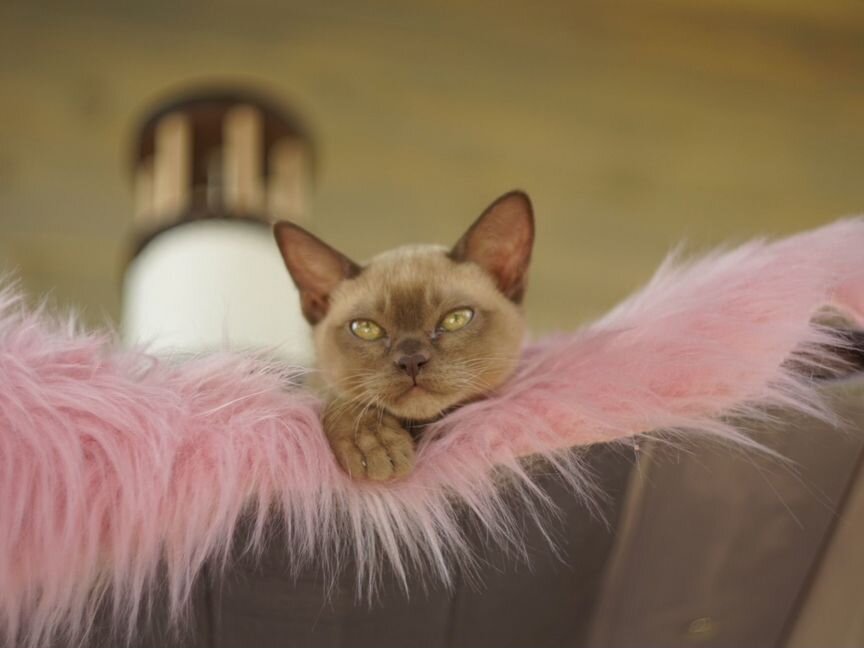 Бурма малыши